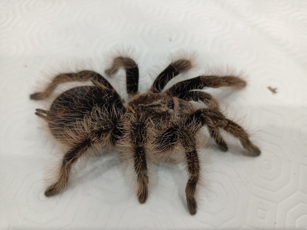 ptasznik naziemny- samica 6,5DC, terrarium | Wyrzysk | Ogłoszenie na ...