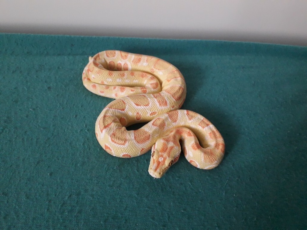 Pyton Birmański figurka Safari Ltd. | Opacz-Kolonia | Kup teraz na ...