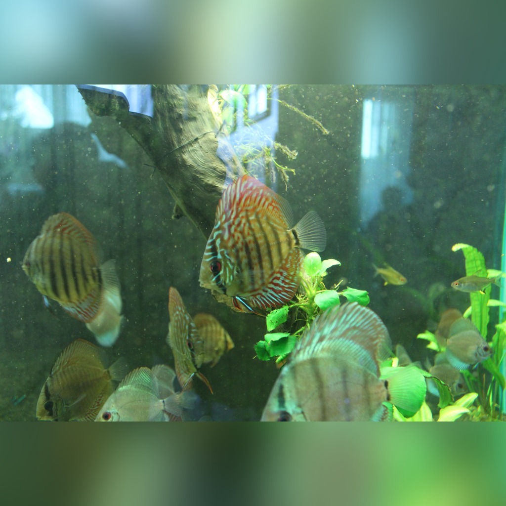 Ryby dyskowce paletki młode powyżej 8 cm | Olkusz | Ogłoszenie na ...