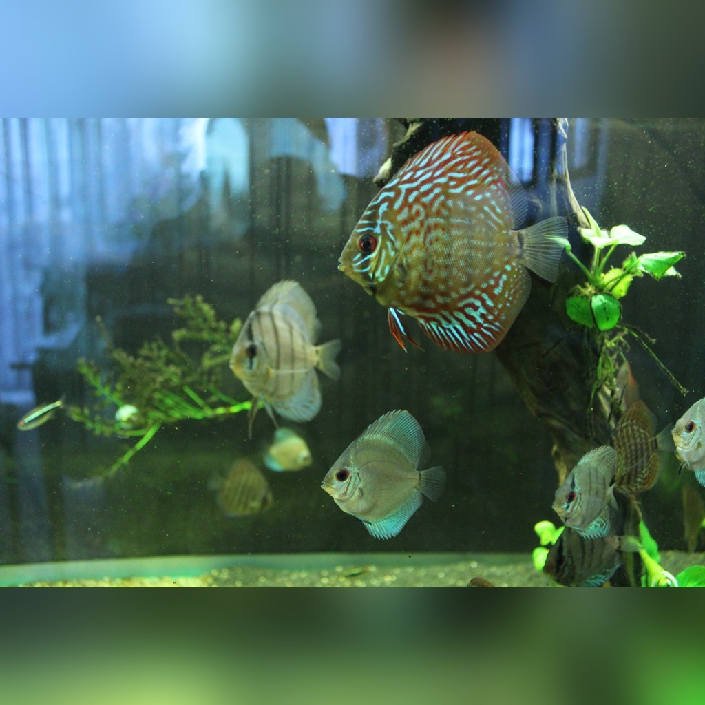 Ryby dyskowce paletki młode powyżej 8 cm | Olkusz | Ogłoszenie na ...