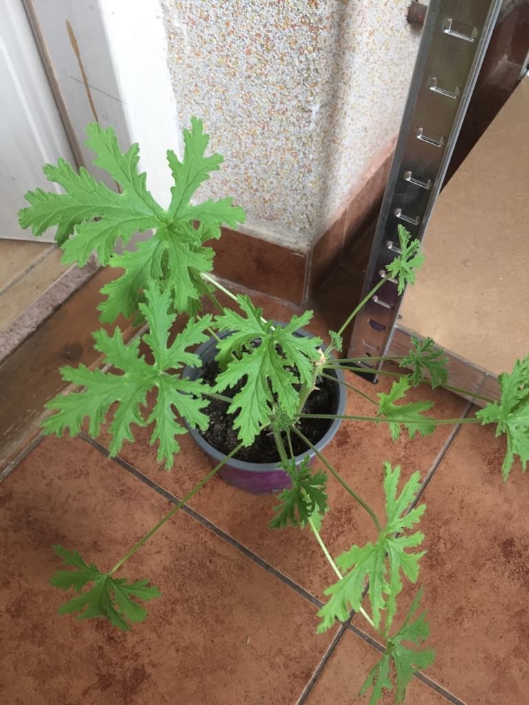 Pelargonia pachnąca geranium anginka cytrynka | Przecław | Kup teraz na ...