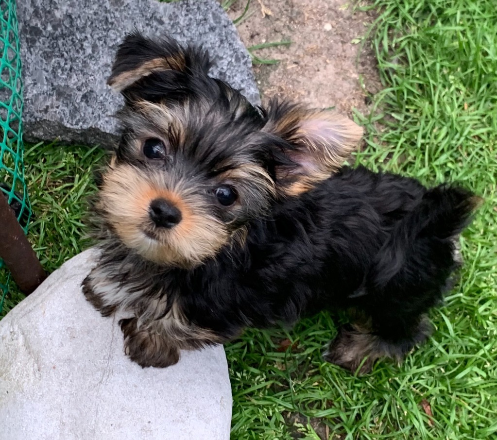 York pies Yorkshire terrier szczeniaki z rodowodem | Brzeg | Ogłoszenie ...