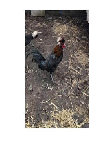 Czubatka - Niska cena na Allegro.pl