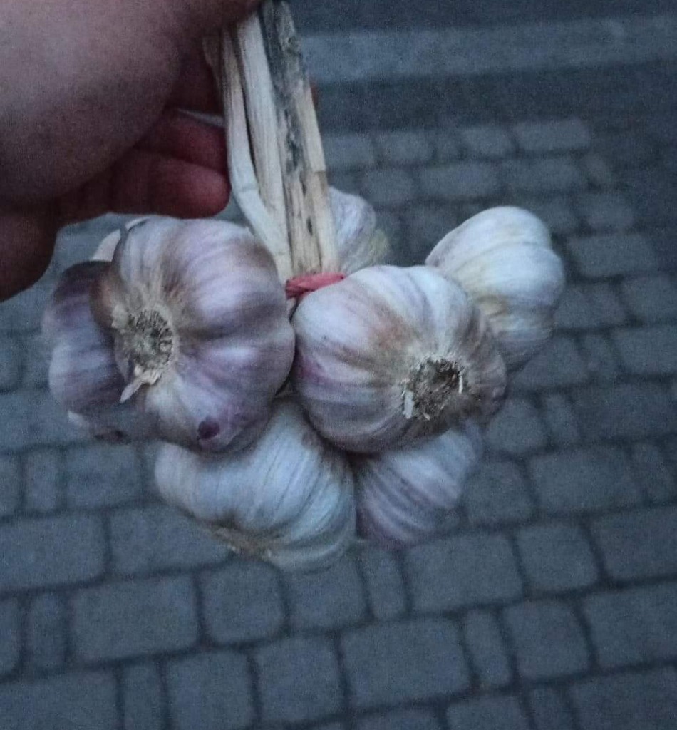 Czosnek POLSKI Harnaś - piękne plecione warkocze | Skotniki Dolne ...