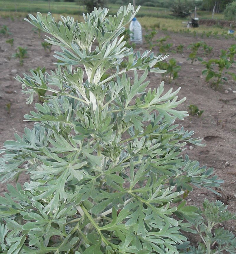Piołun Roślina - Rośliny ogrodowe - Największy wybór roślin ...
