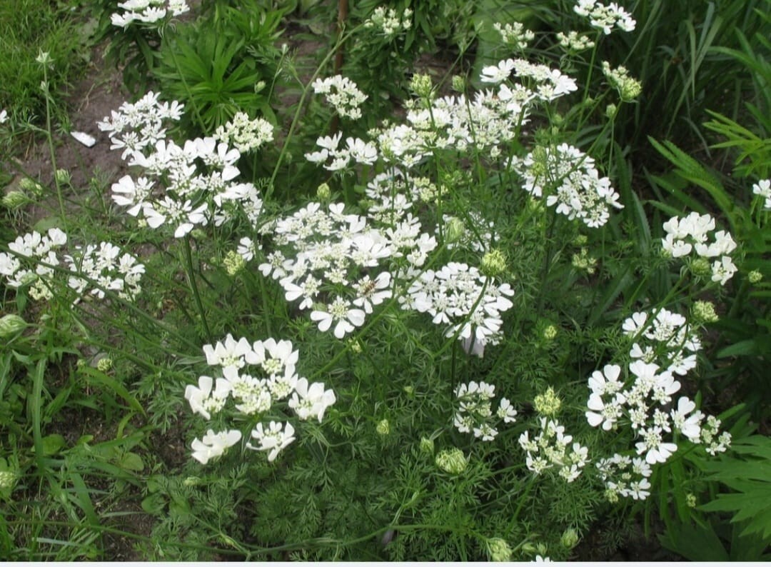 NASIONA 30 szt ORLAYA WIELKOKWIATOWA GRANDIFLORA | Rydułtowy | Kup ...