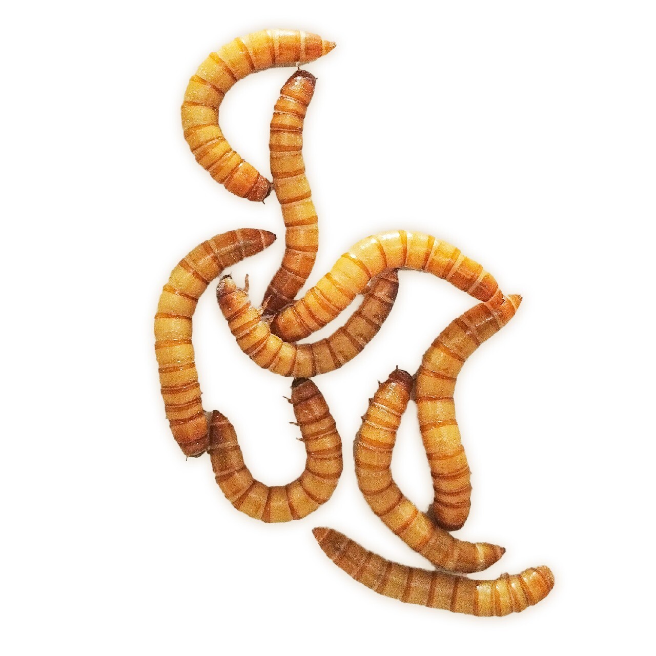 Żywa larwa mącznika młynarka 500ml | Mysłowice | Kup teraz na Allegro ...