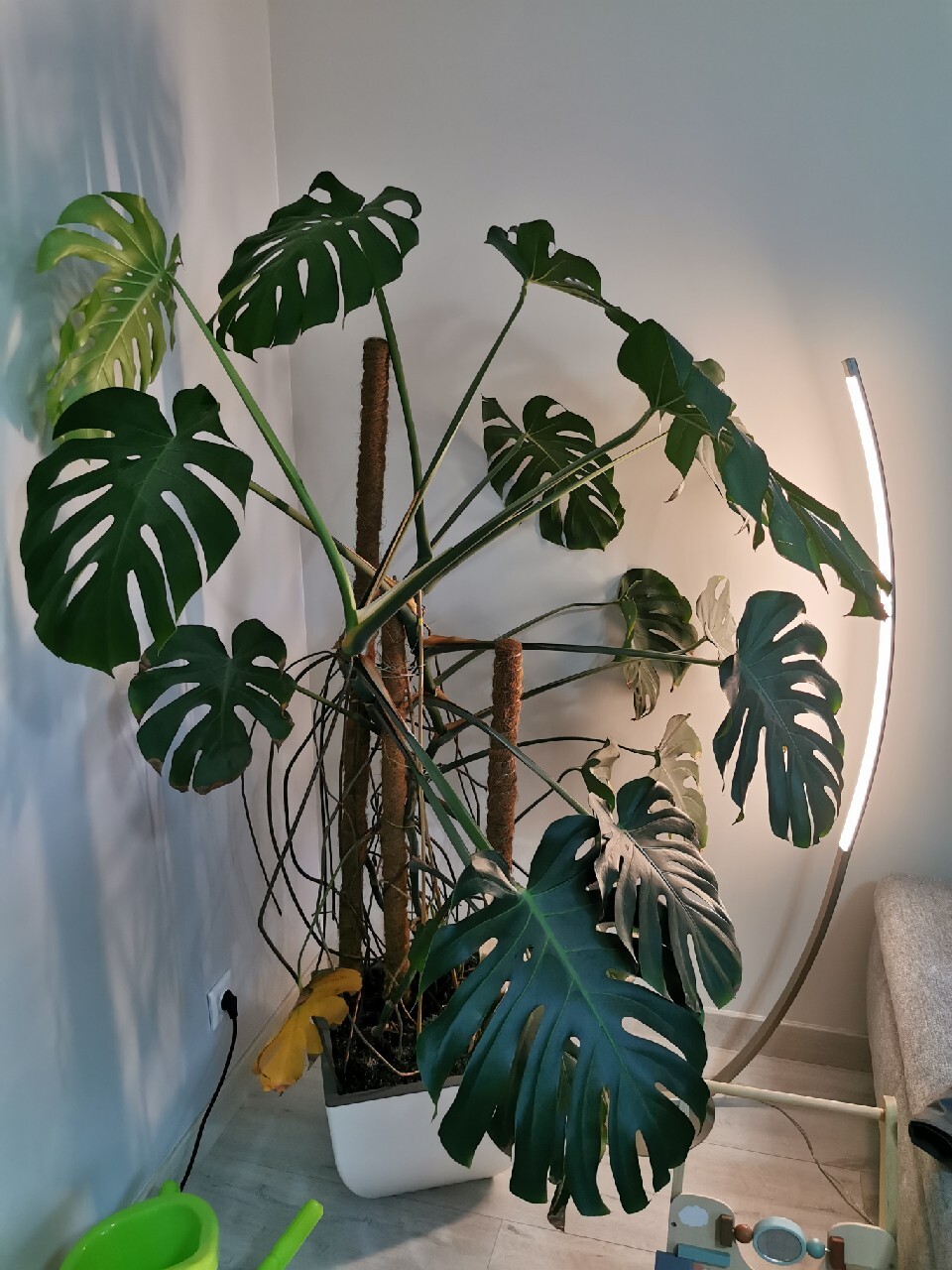 Monstera deliciosa duża xxl doniczka | Będzin | Kup teraz na Allegro ...