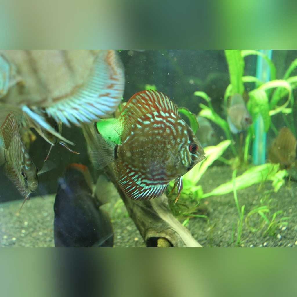 Ryby dyskowce paletki młode powyżej 8 cm | Olkusz | Ogłoszenie na ...