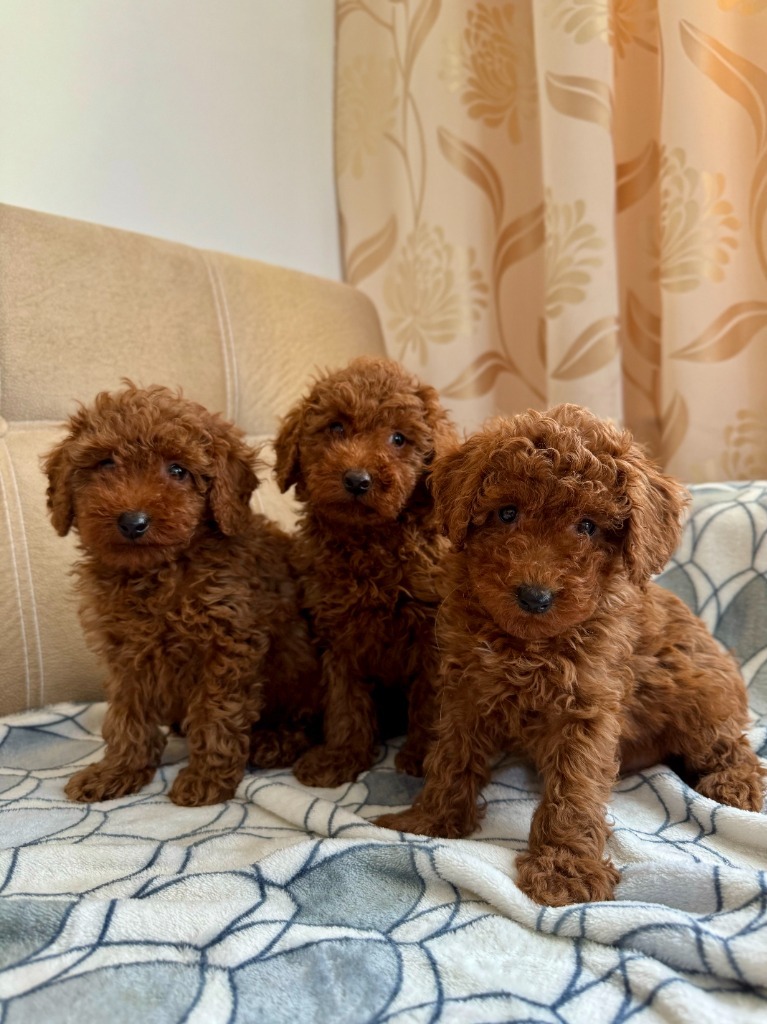 Pudel toy/miniaturka piękny piesek red Zapraszam!! | Tarnów ...