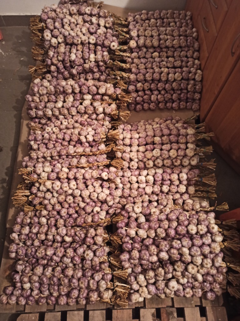 Czosnek POLSKI Harnaś - piękne plecione warkocze | Skotniki Dolne ...