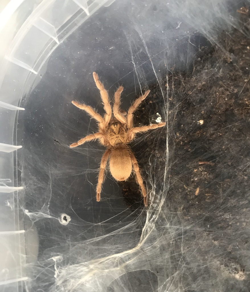 Neoholothele incei gold 2,5DC DUŻA SAMICA | Łódź | Kup teraz na Allegro ...