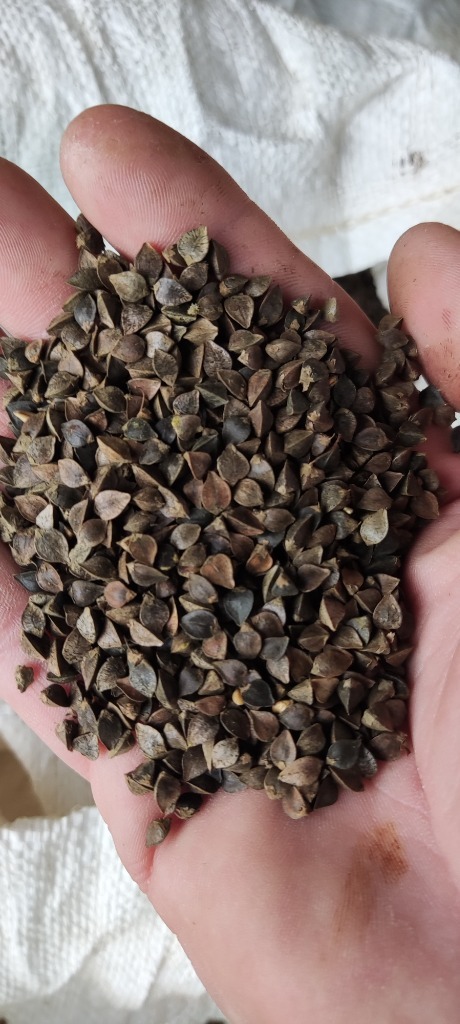 Gryka Tatarka - Niska cena na Allegro.pl