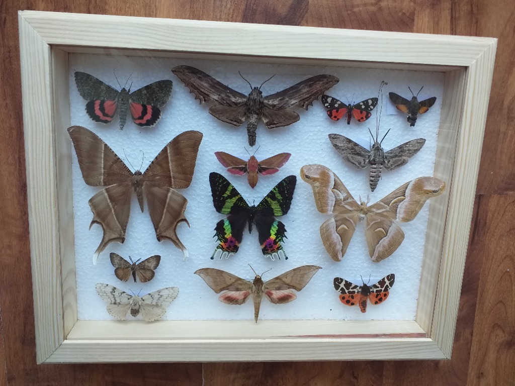 Motyle Gablotka - Niska cena na Allegro.pl