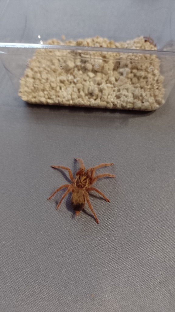 Incei Gold - ptasznik dla początkujących 2DC | Tychy | Kup teraz na ...