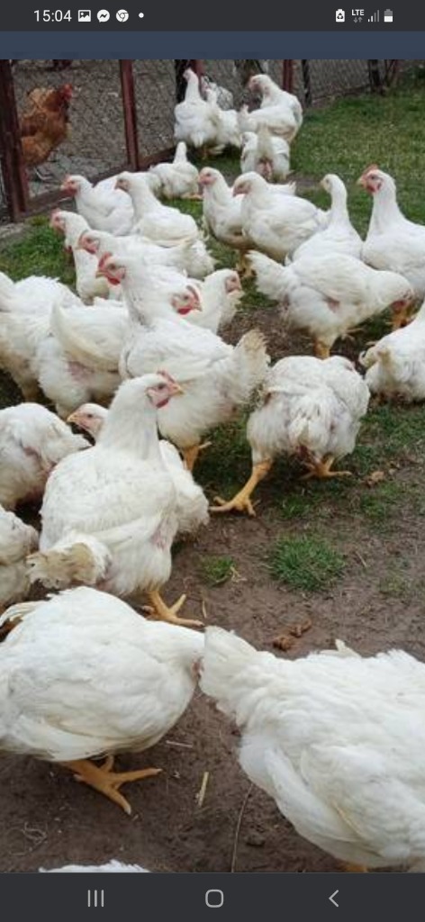 Kurczaki brojlery | Brodnica | Ogłoszenie na Allegro Lokalnie