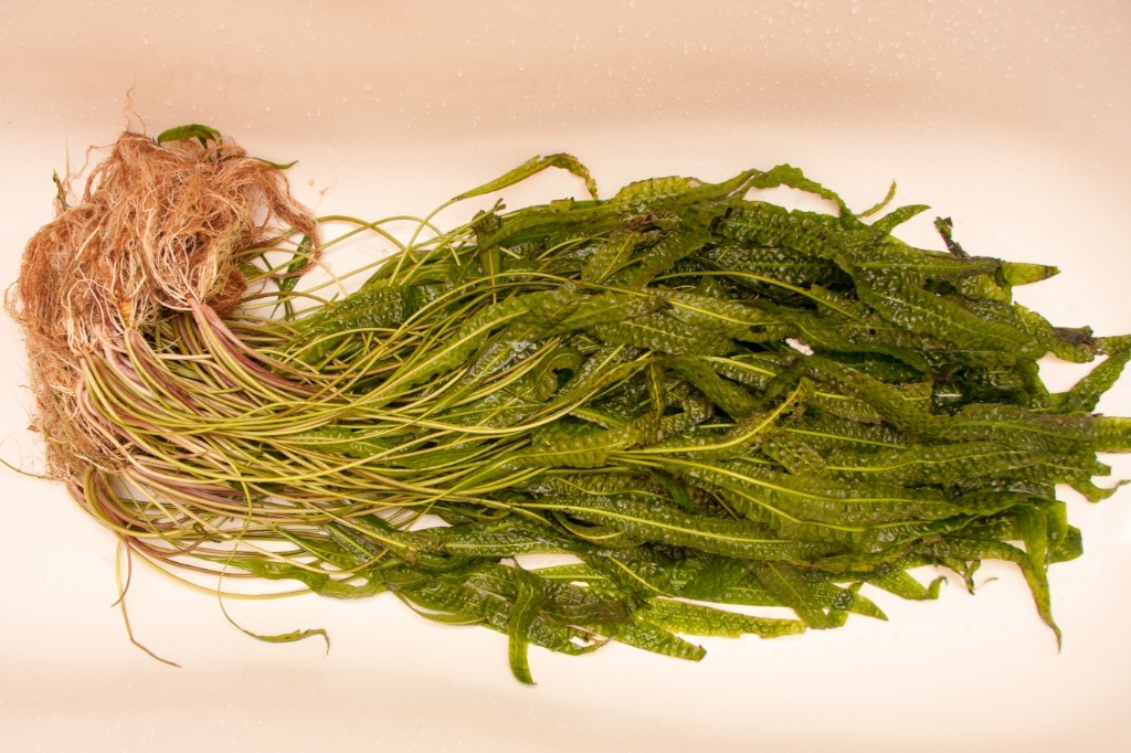 Kryptokoryna Cryptocoryne karbowana dł. do 80cm | Warszawa | Kup teraz ...