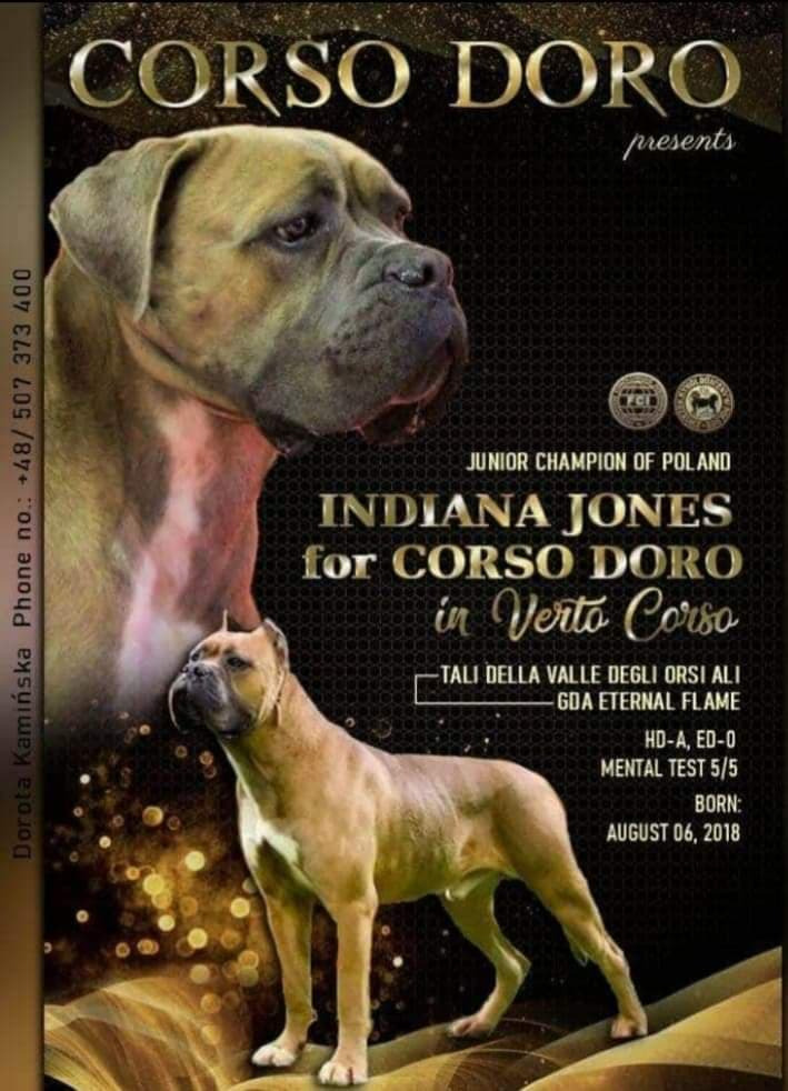 Cane Corso Puma Nero FCI | Wola Krzysztoporska | Ogłoszenie na Allegro ...