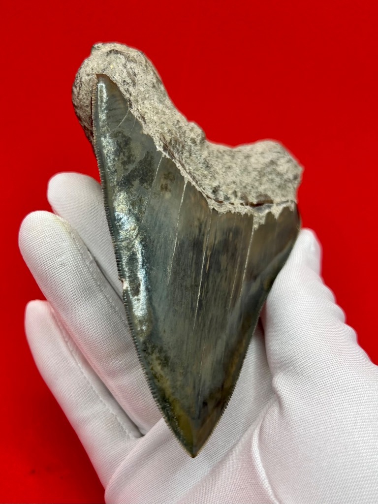 OGROMNY ZĄB REKINA MEGALODONA XLL - AUTENTYK | Warszawa | Kup teraz na ...