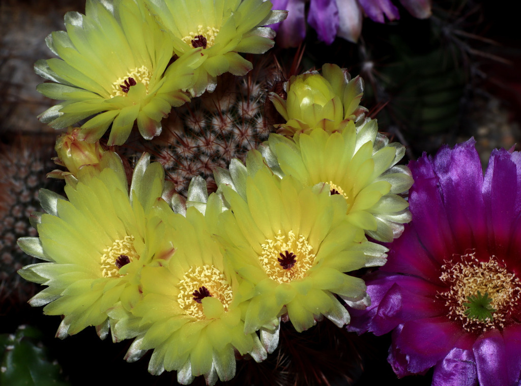 Kaktus Notocactus Scopa duży 20letni kwiaty | Łódź | Kup teraz na ...