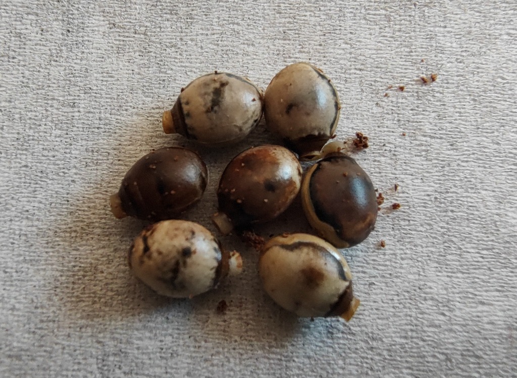 Straszyk australijski jaja 40 sztuk | Szczecin | Kup teraz na Allegro ...