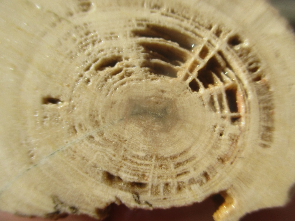 Skamieniały BELEMNIT Megateuthis gigantea JURA | Strzelce Opolskie ...