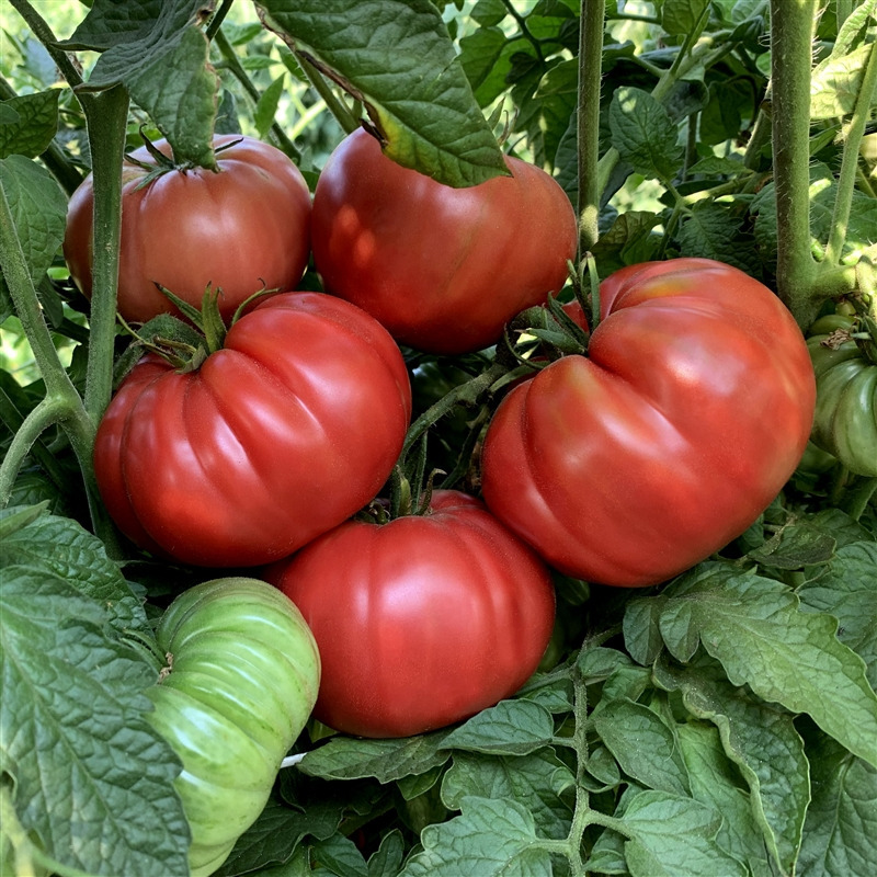 Pomidor Polish Giant nasiona kolekcjonerskie | Mikołów | Kup teraz na Allegro Lokalnie