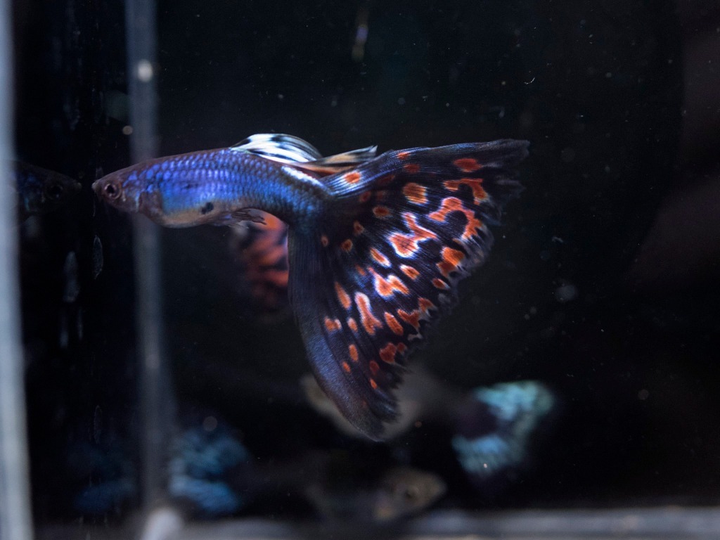 Gupik Blue Singa w Zwierzęta akwariowe - Allegro.pl