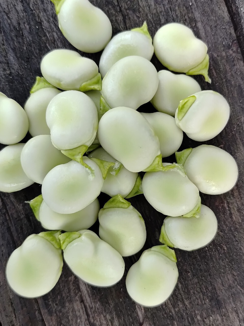 1 Kg Bób bober świeży do jedzenia | Kazimierz Dolny | Kup teraz na ...