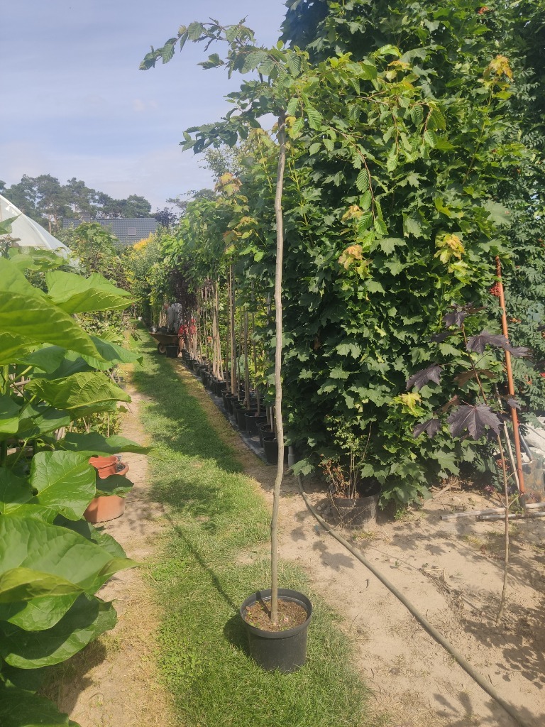 Grab pospolity Pendula, 1,8m - 2m | Sompolno | Ogłoszenie na Allegro ...