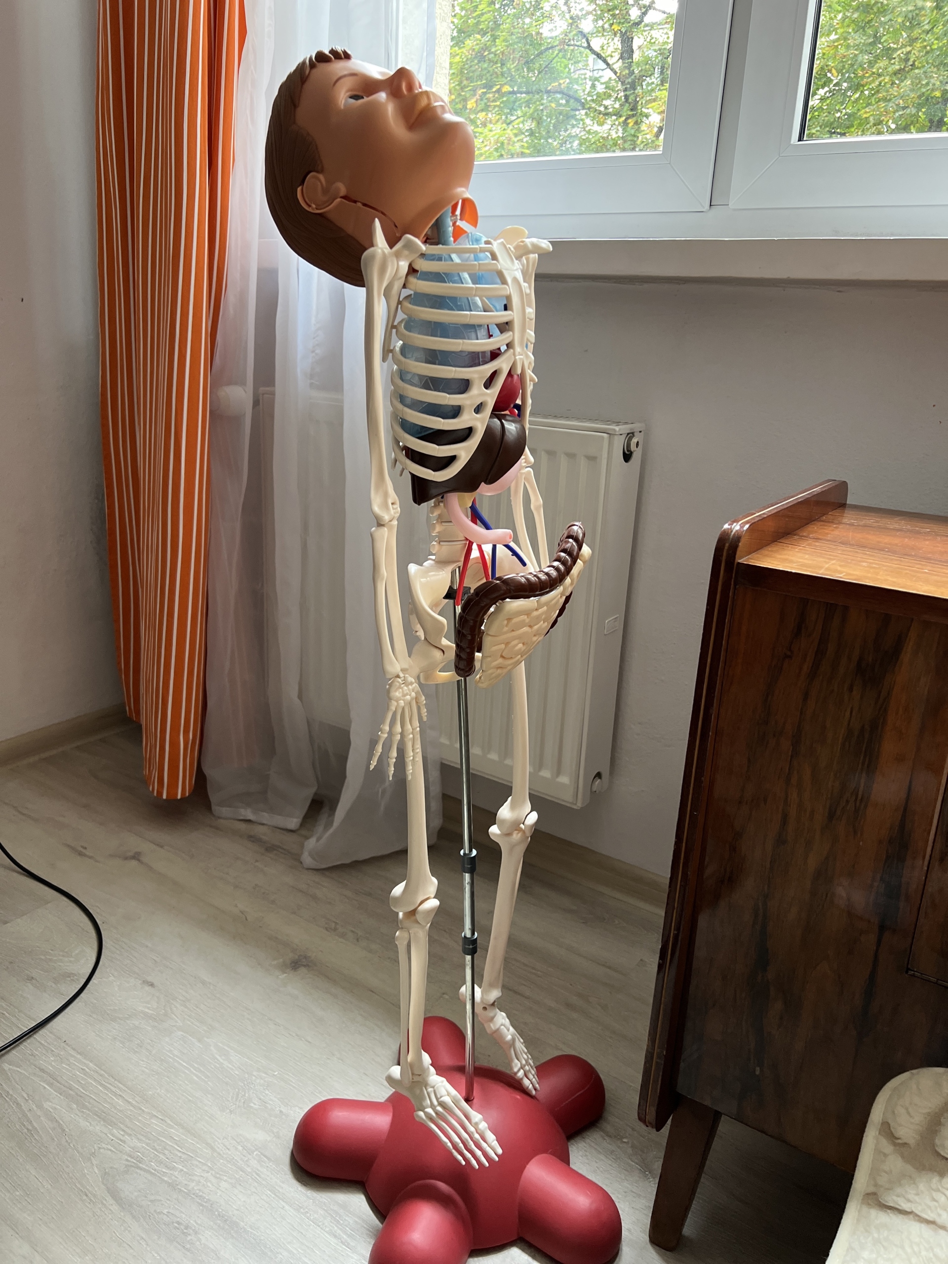 Szkielet człowieka model tworzywo sztuczne | Kraków | Kup teraz na ...