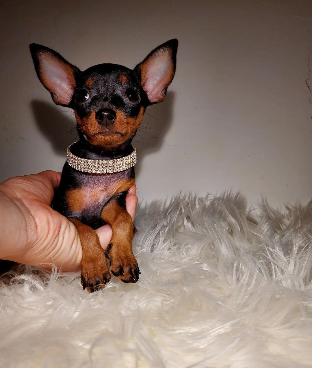 Prague Ratter 1,8 kg x 1,6 kg Praski Ratler Ratler | Łomża | Ogłoszenie ...