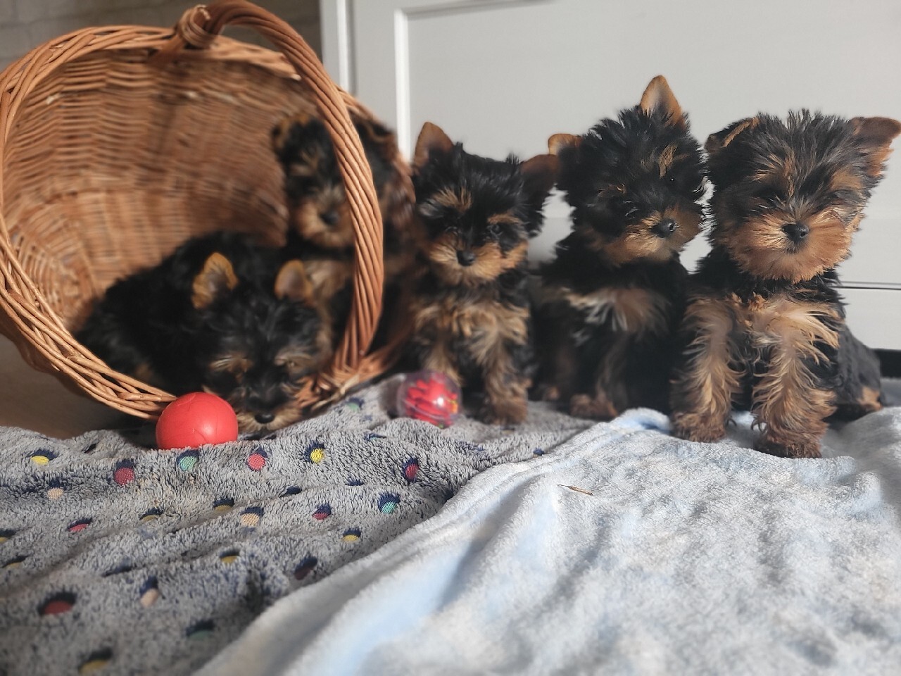 Yorki mini York Warszawa | Warszawa | Ogłoszenie na Allegro Lokalnie