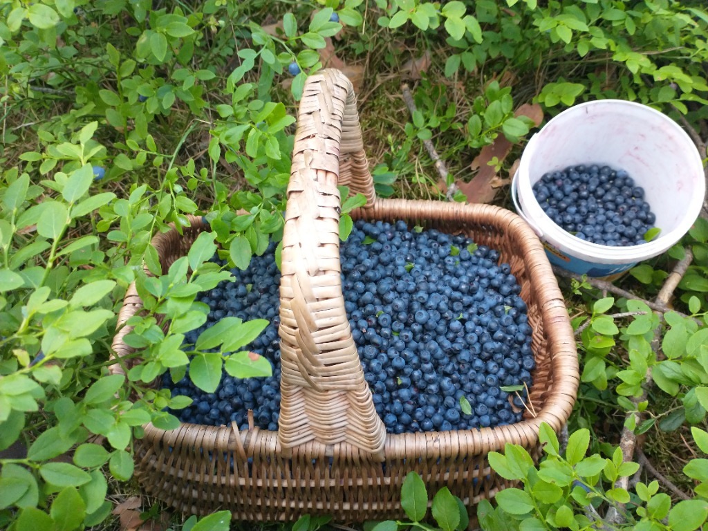 Jagody leśne w soku jagodowym 315ml | Stalowa Wola | Kup teraz na Allegro Lokalnie