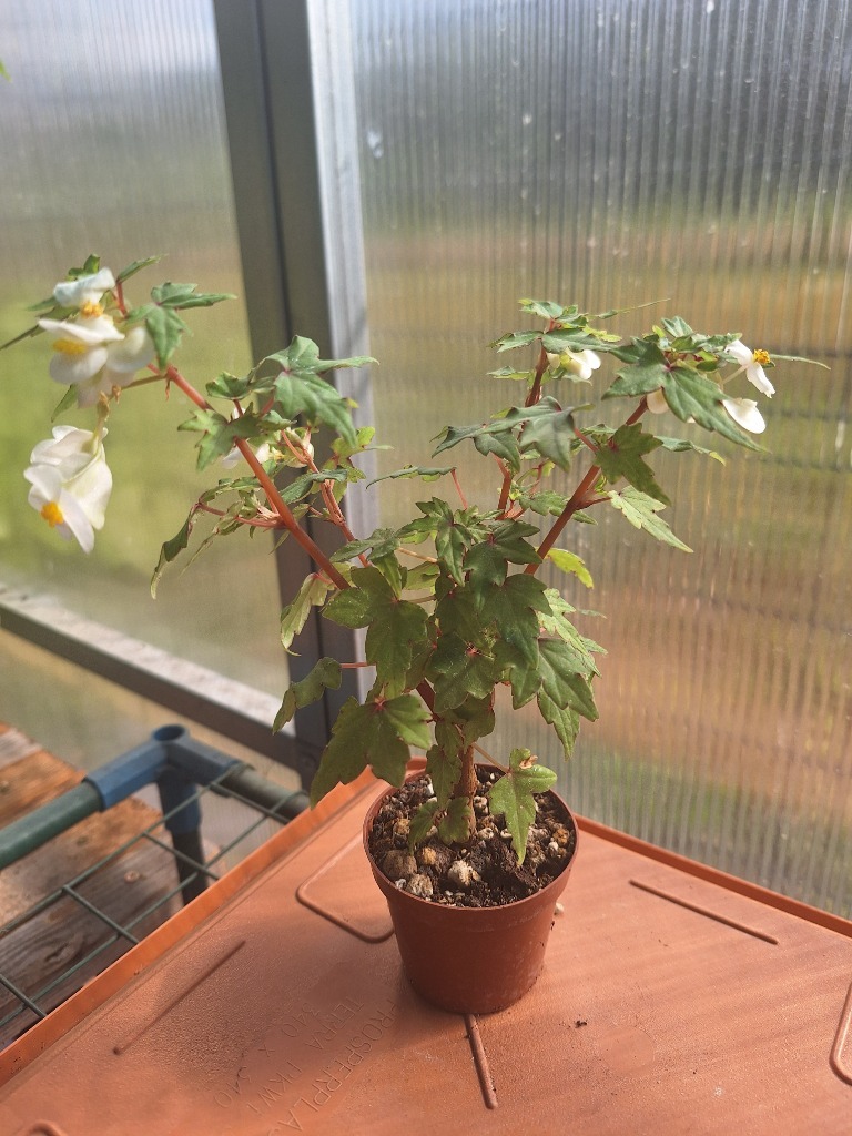 Begonia dregei caudex | Sochaczew | Kup teraz na Allegro Lokalnie