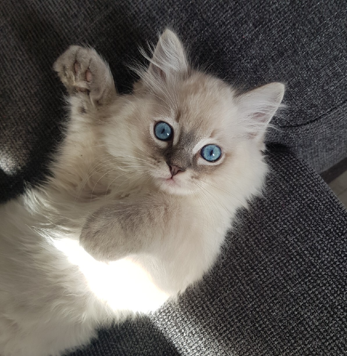 Koty rasy Ragdoll | Tarnów | Kup teraz na Allegro Lokalnie