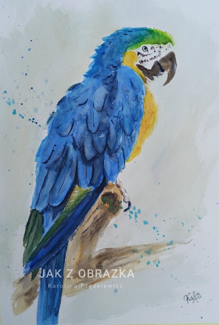 Obraz akwarelowy papuga ara ptak niebieska | Jawor | Kup teraz na ...