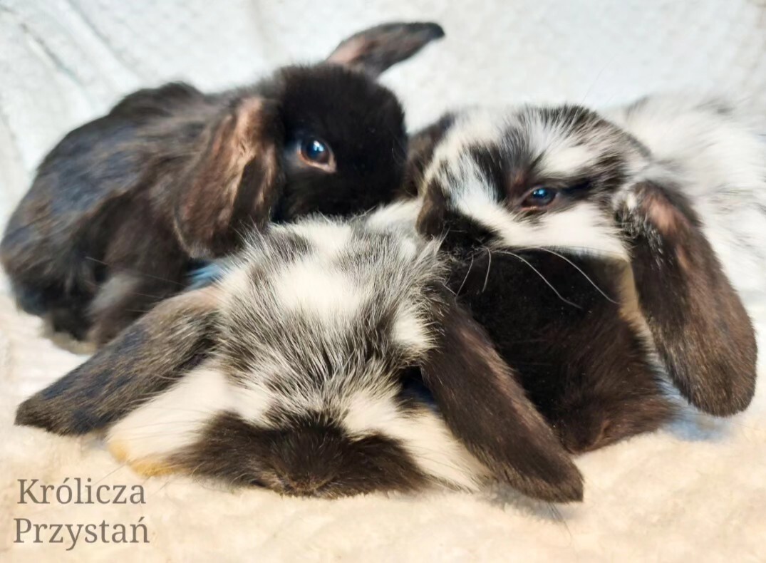 Królik Baranek Miniaturka MINI LOP karzełek baran | Włóki | Ogłoszenie ...