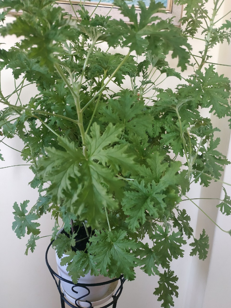 Piękne, XXL geranium, anginka, cytrynka + gratis | Kobyłka | Kup teraz ...