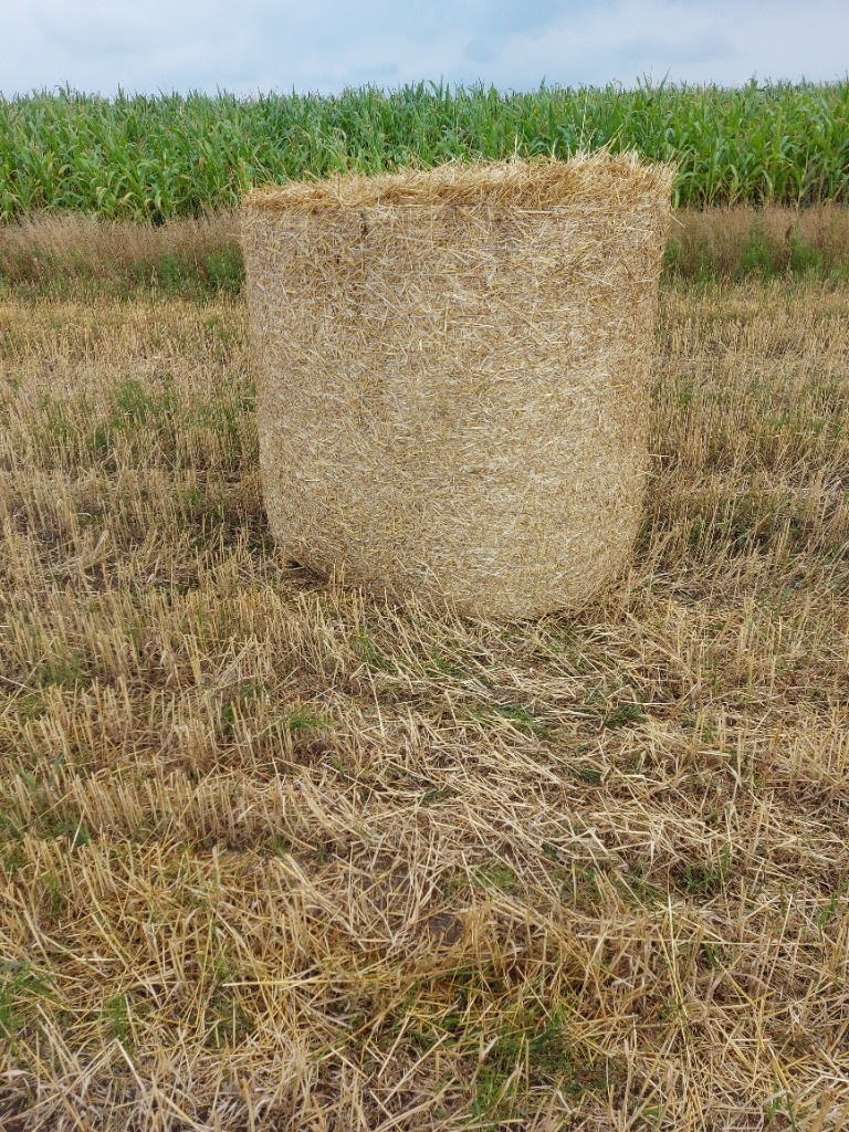 Bale Słomy | Szczecin | Ogłoszenie na Allegro Lokalnie