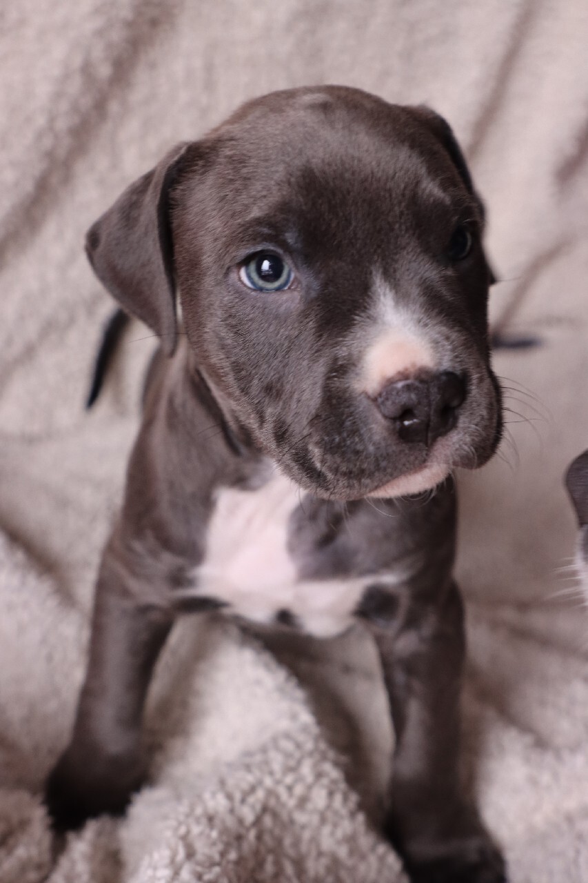 Amstaff American staffordshire terrier | Zgierz | Ogłoszenie na Allegro ...