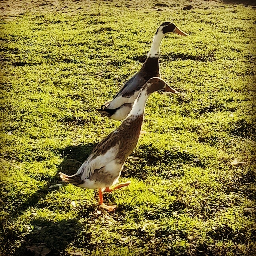 Biegusy - Niska cena na Allegro.pl