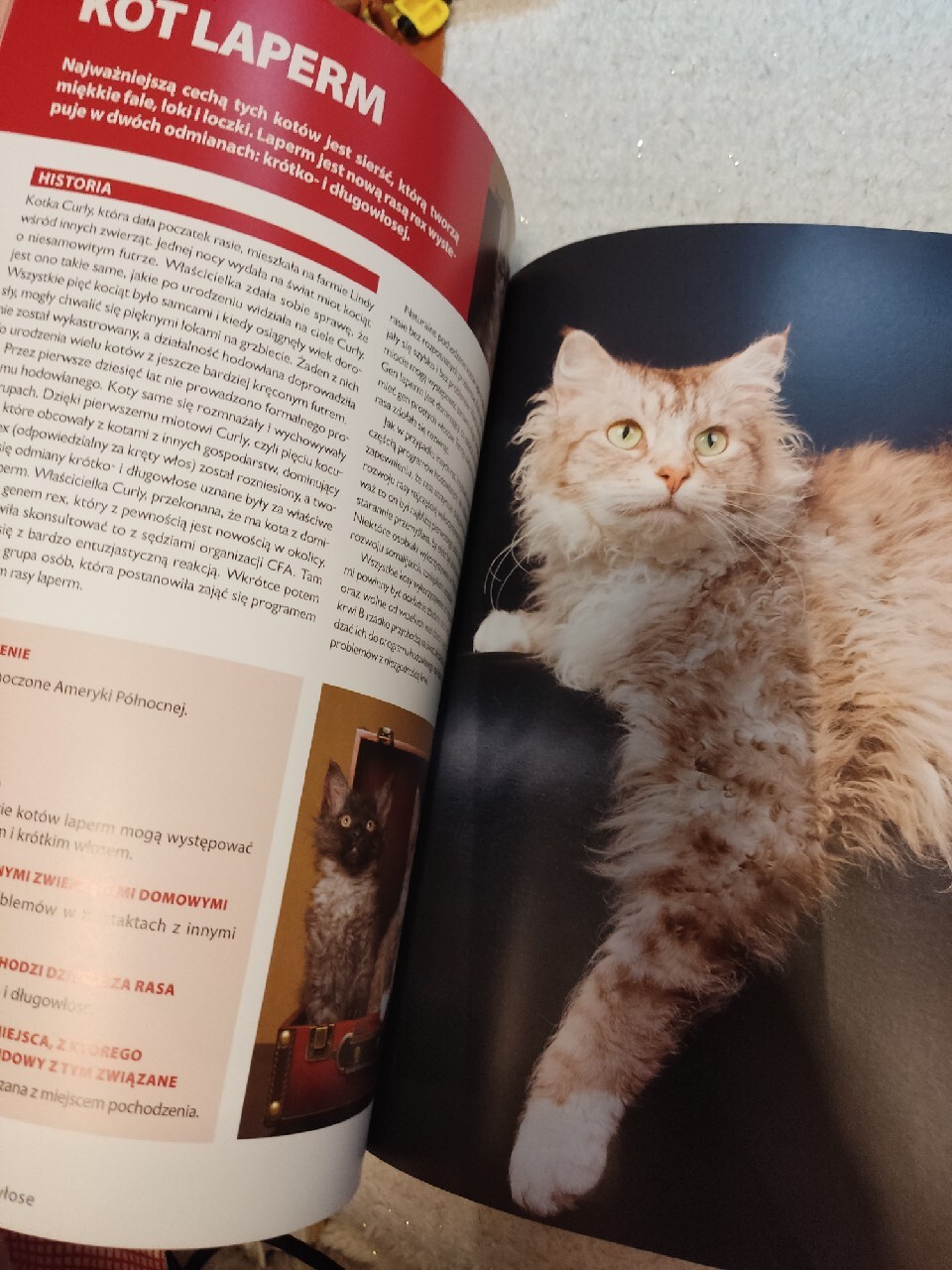 Piękny album Koty Rasowe w twardej oprawie | Chorzów | Kup teraz na Allegro Lokalnie