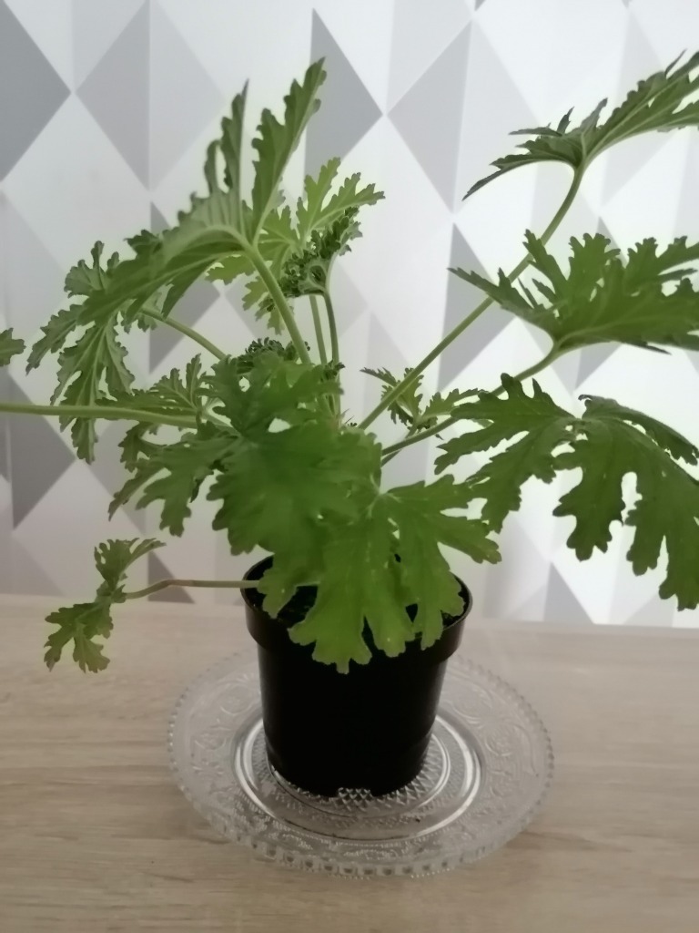 Geranium, anginka , cytrynka, pelargonia pachnąca | Częstochowa | Kup ...