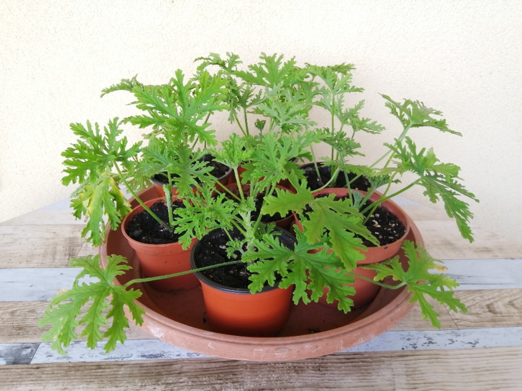 Geranium, anginka, cytrynka ekologiczna | Ruda Białaczowska | Kup teraz ...