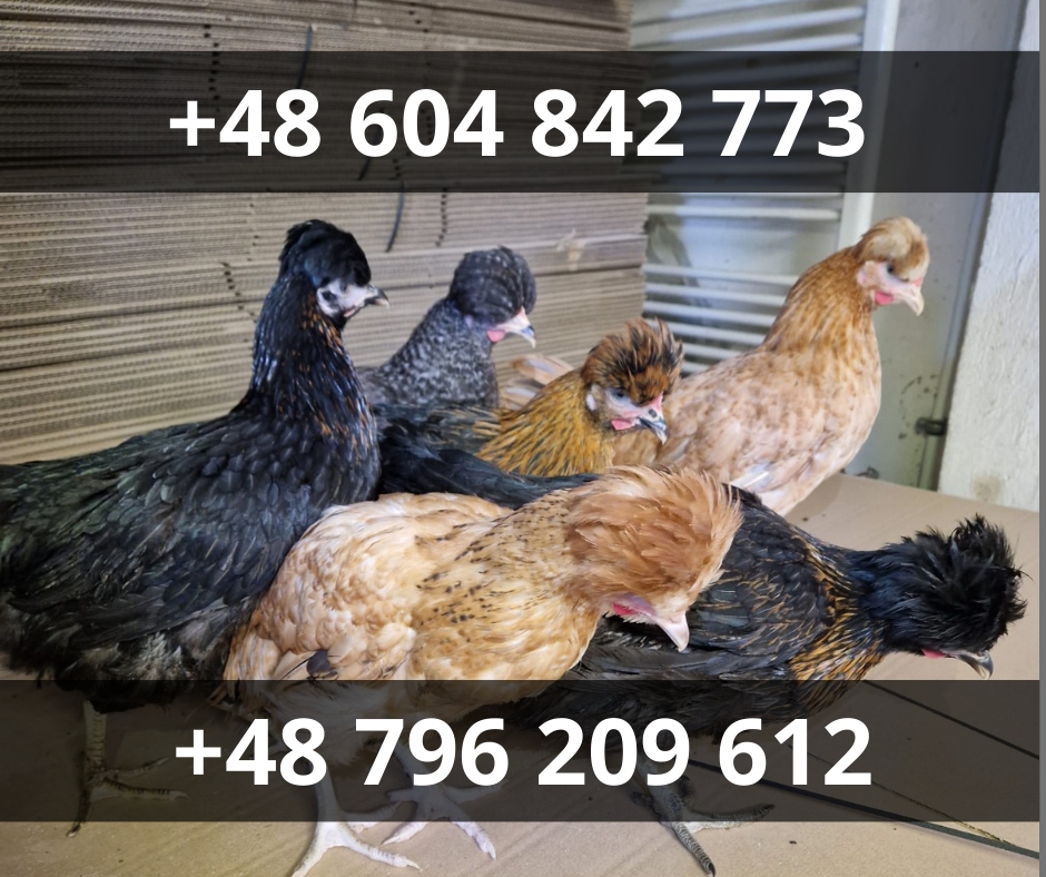 Kury Nioski Rosa Czubatki Green Shell Tęczówki | Zagnańsk | Ogłoszenie ...