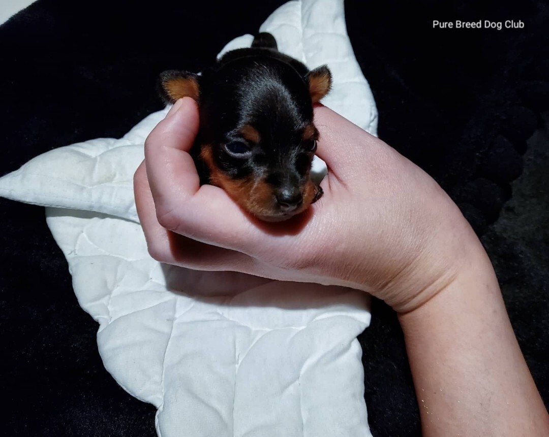 Praski Ratler - najmniejsza rasa psów - ratlerek | Gliwice | Ogłoszenie ...