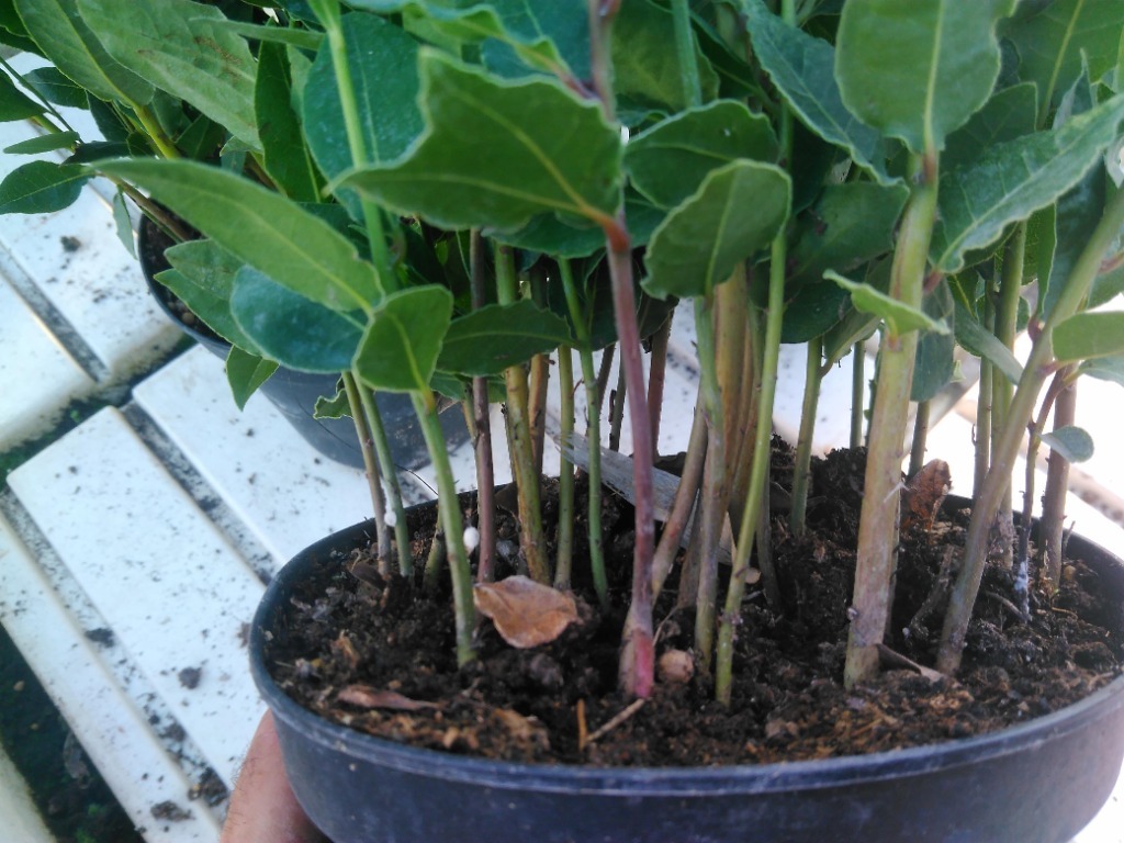 liść laurowy wawrzyn piękna sadzonka | Jawor | Kup teraz na Allegro ...