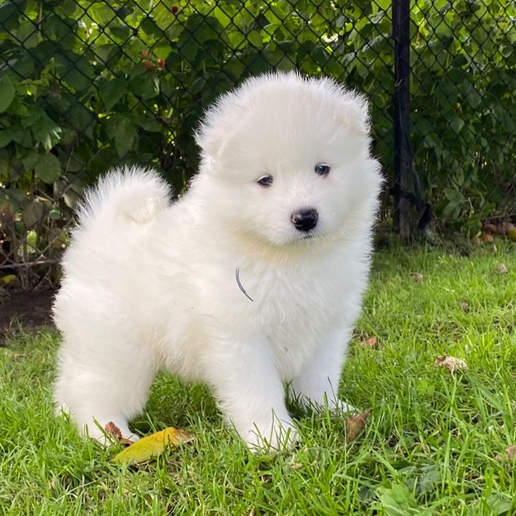Samojed / Samoyed rodowodowe szczeniaki | Sienna | Ogłoszenie na ... Samojed / Samoyed rodowodowe szczeniaki | Sienna | Ogłoszenie na ...