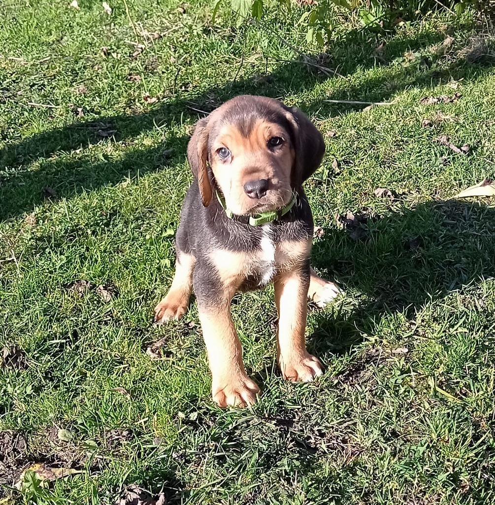 Ogar Polski - szczenięta z rodowodem ZKwP/FCI | Brzeziny | Ogłoszenie ...